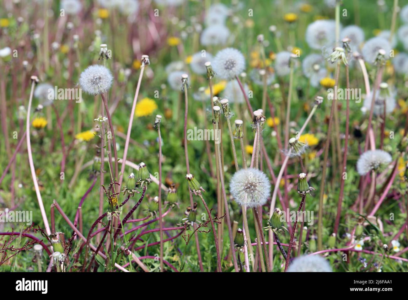 Dandelion flower (fin voikukka) field with pollinating dandelions ...