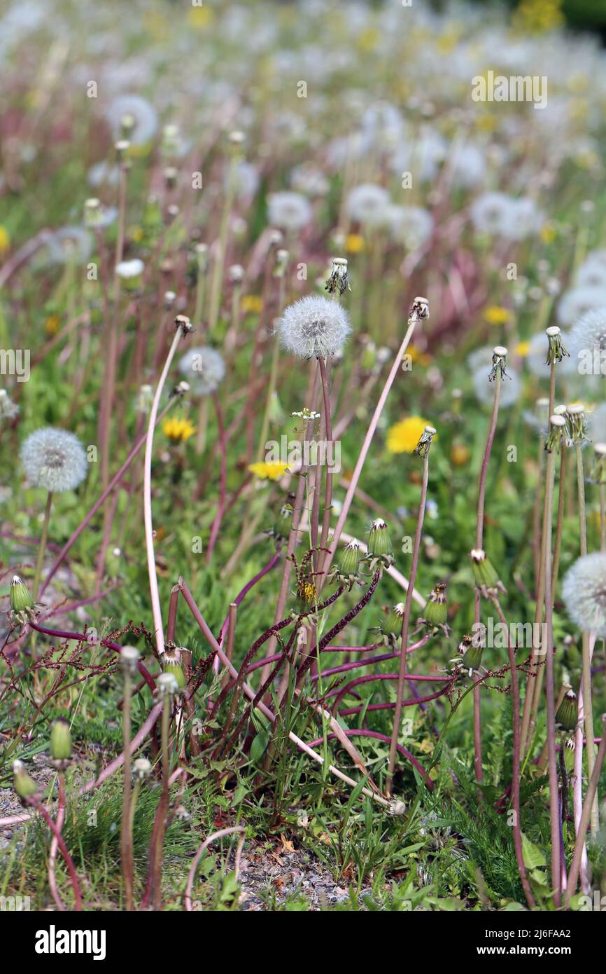 Dandelion flower (fin voikukka) field with pollinating dandelions ...