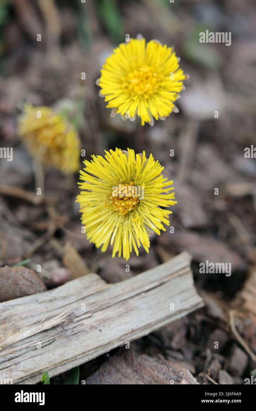 Yellow coltsfoot aka tussilago farfara (fin: leskenlehti) flowers ...