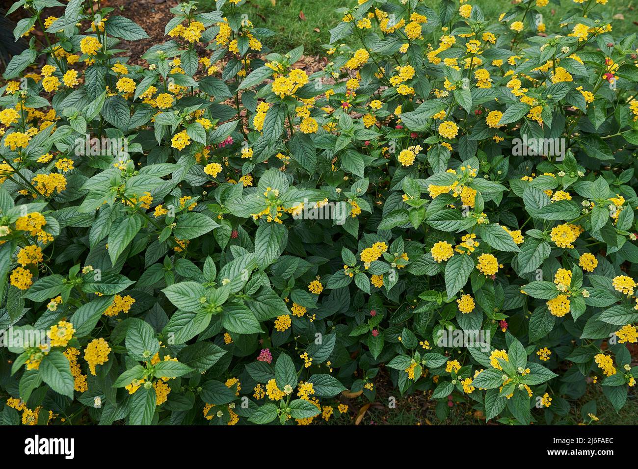 Vivid green bushes hi-res stock photography and images - Alamy