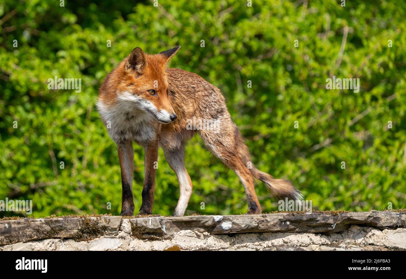 Scratty tailed fox on wall Stock Photo - Alamy