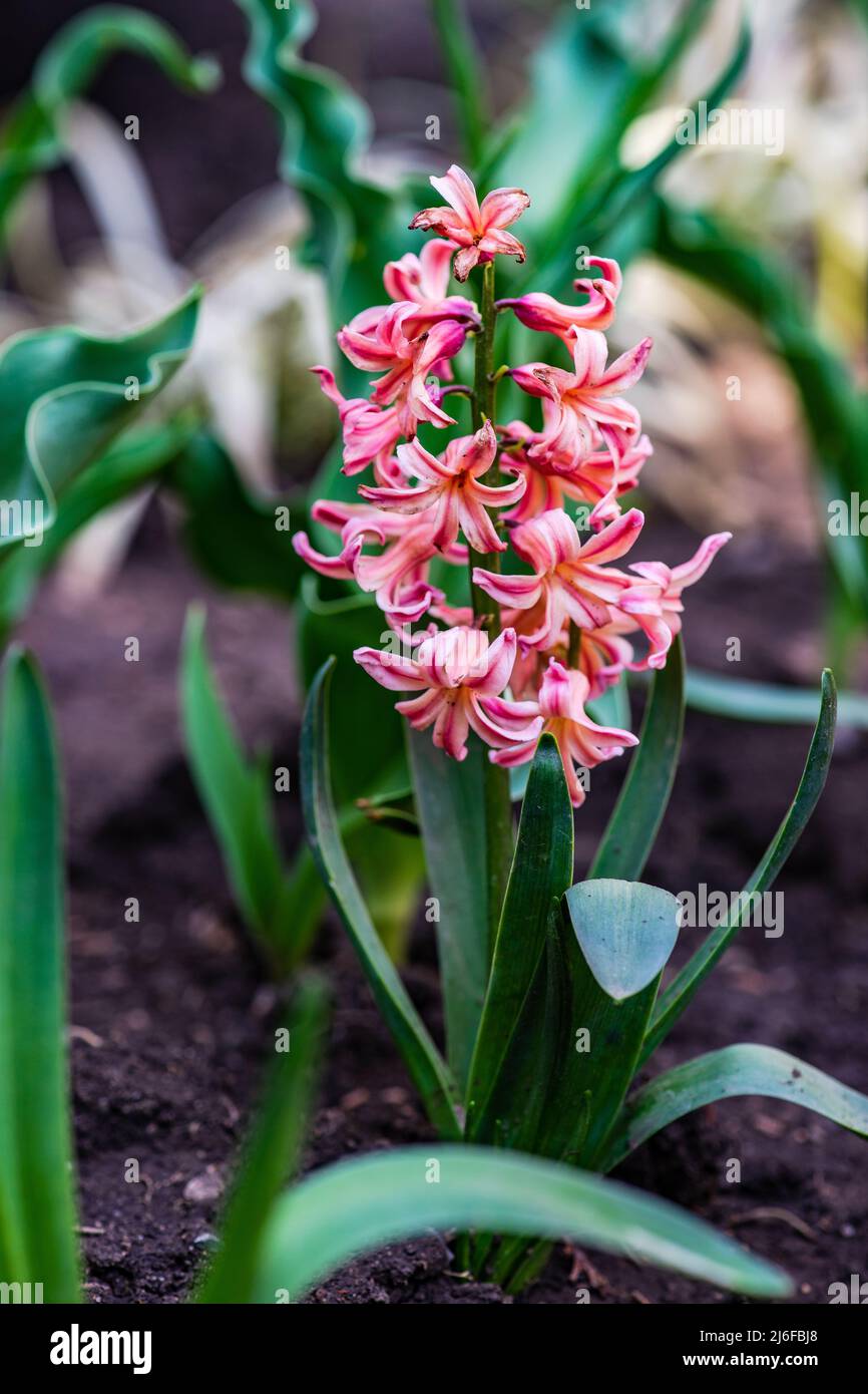Spring garden with close up of blooming hyacinth plant Stock Photo - Alamy