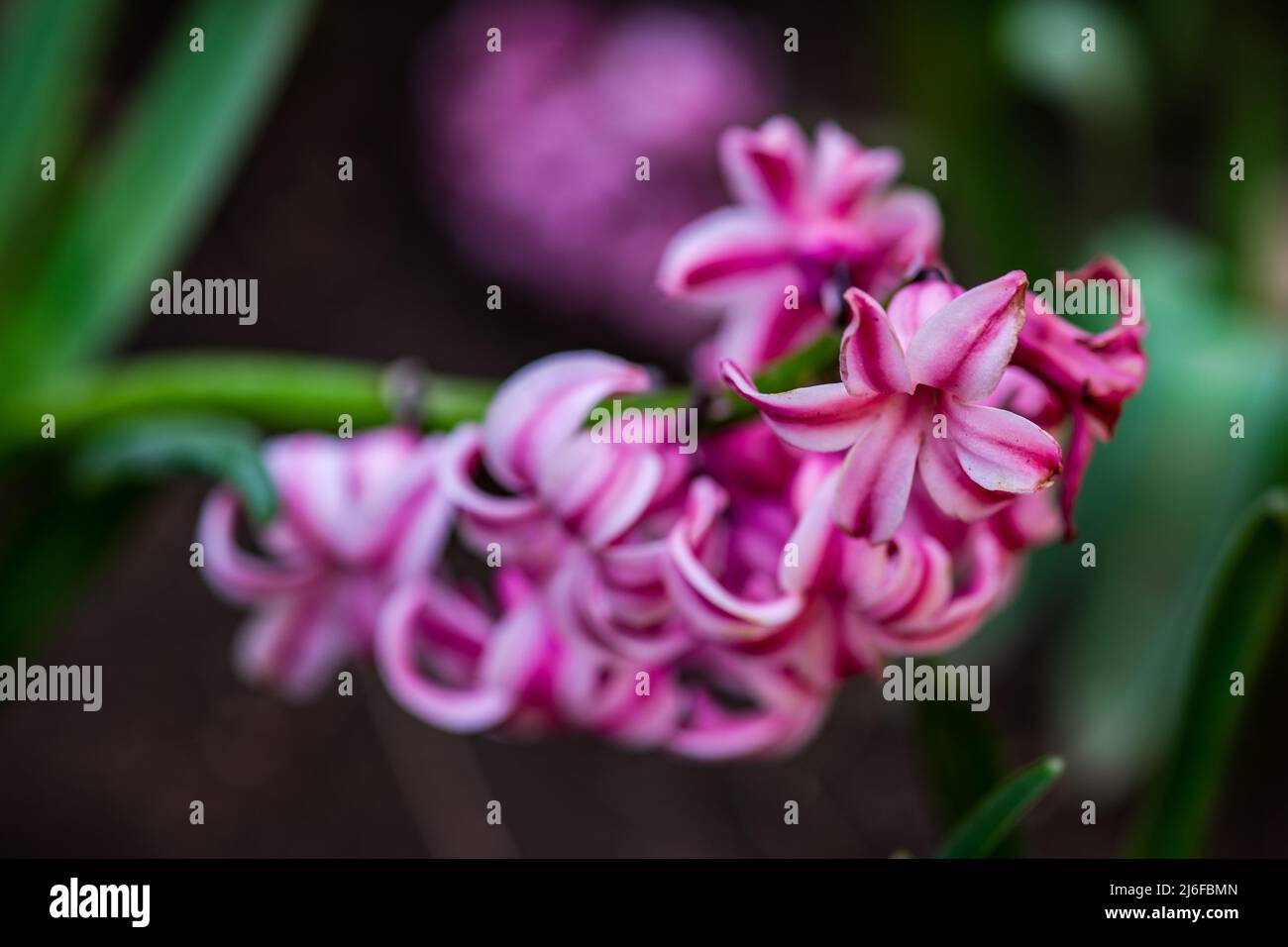 Spring garden with close up of blooming hyacinth plant Stock Photo - Alamy