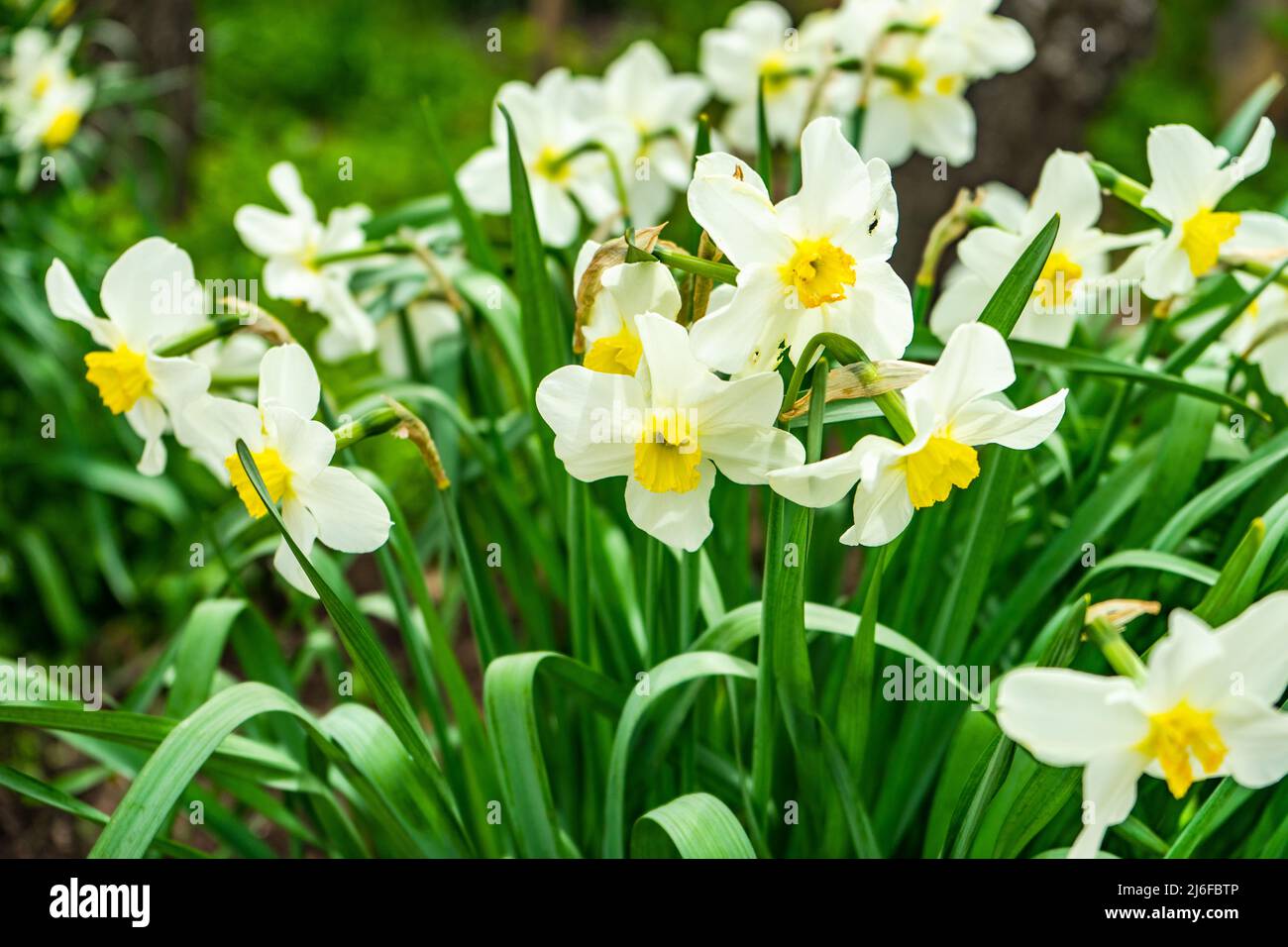 The bud of daffodils flower in the spring garden Stock Photo - Alamy