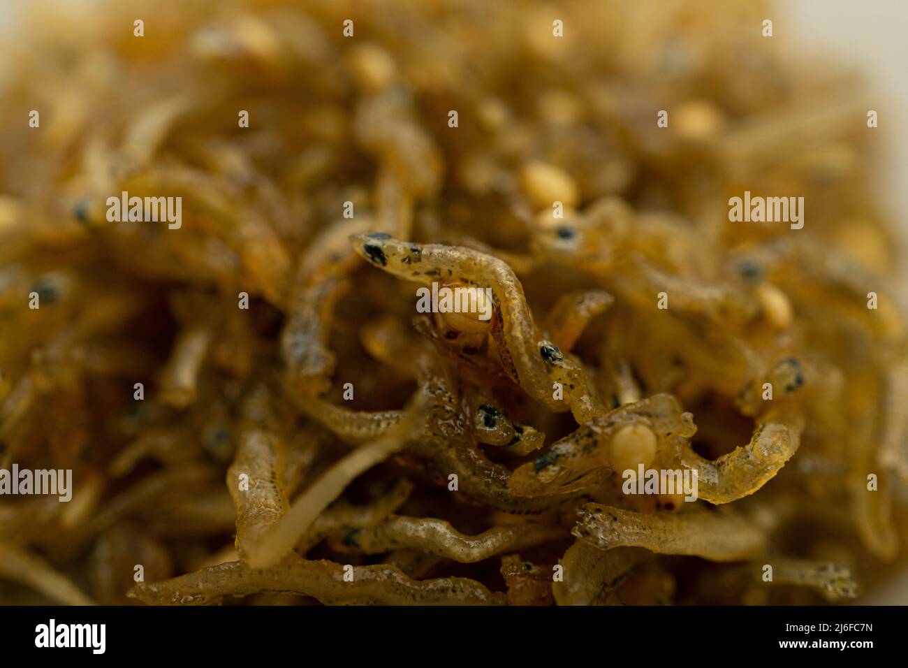 Pan fried anchovy hi-res stock photography and images - Alamy