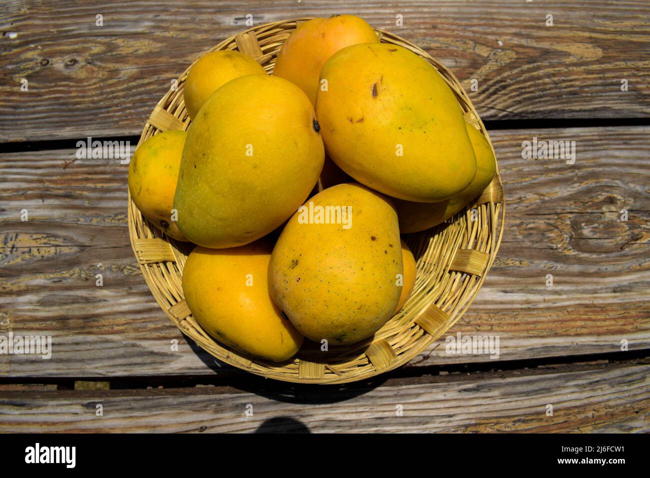 Tasty Indian Mangoes in Basket. Badami mango fruit sweet in taste also ...