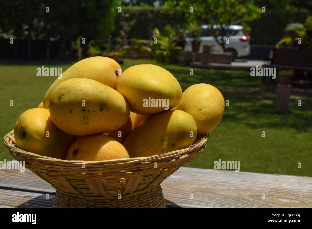 Tasty Indian Mangoes in Basket. Badami mango fruit sweet in taste also ...