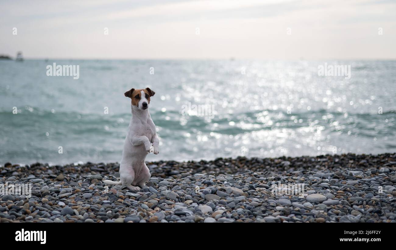 Joy pebble hi-res stock photography and images - Alamy