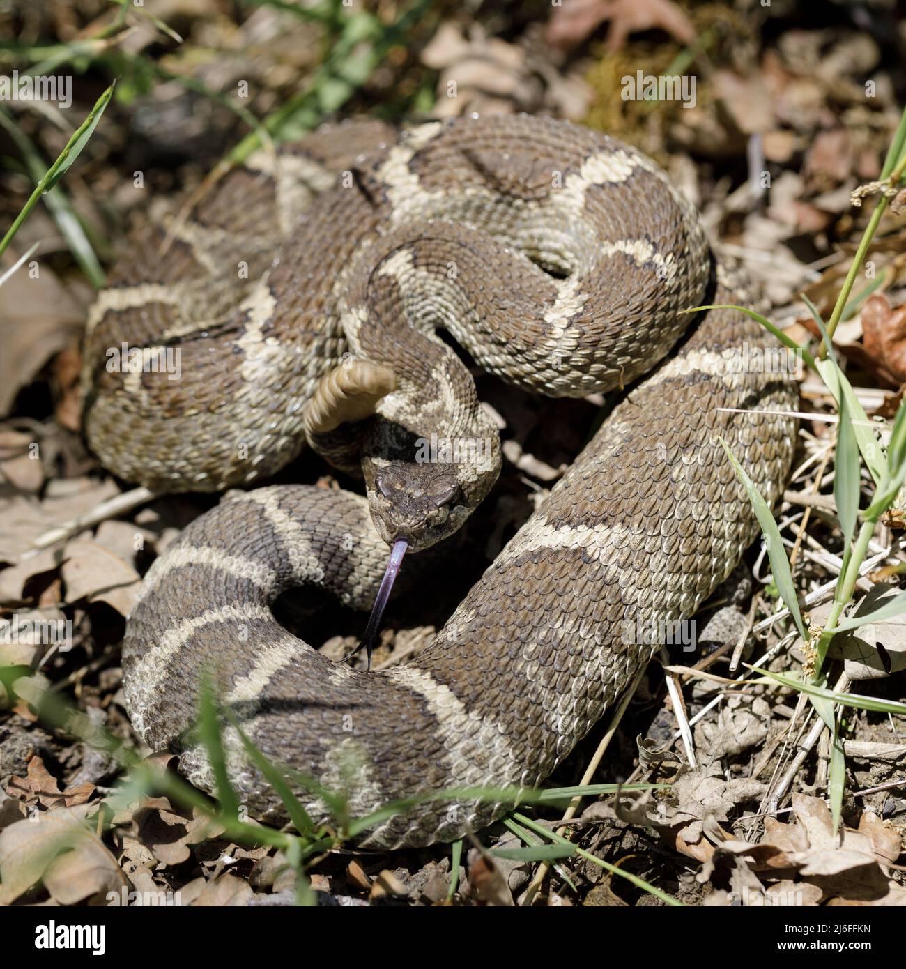 Angry Northern Pacific Rattlesnake in defensive posture. Joseph D Grant ...