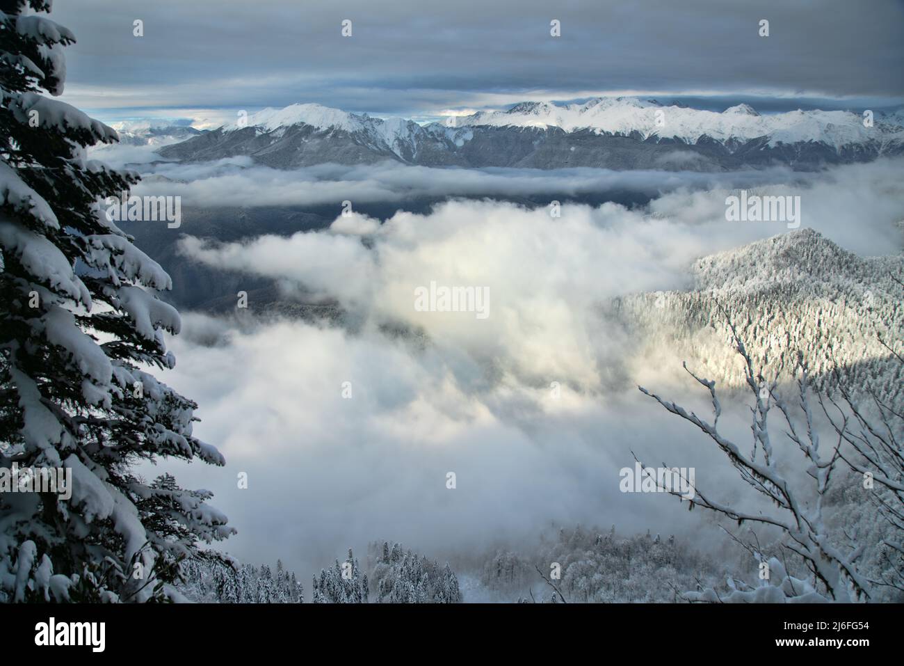 Snow-covered mountain forest. After heavy snowfall. Clouds covered the valley, mountain peaks ...