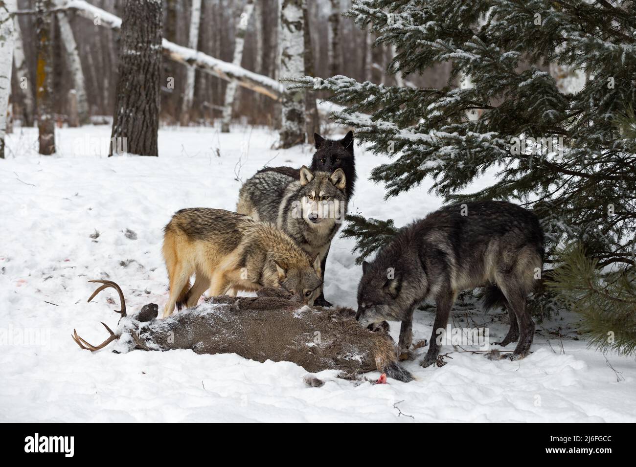 Grey wolf tail up hi-res stock photography and images - Alamy