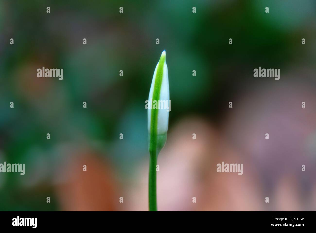 Teardrop shaped flower hi-res stock photography and images - Alamy