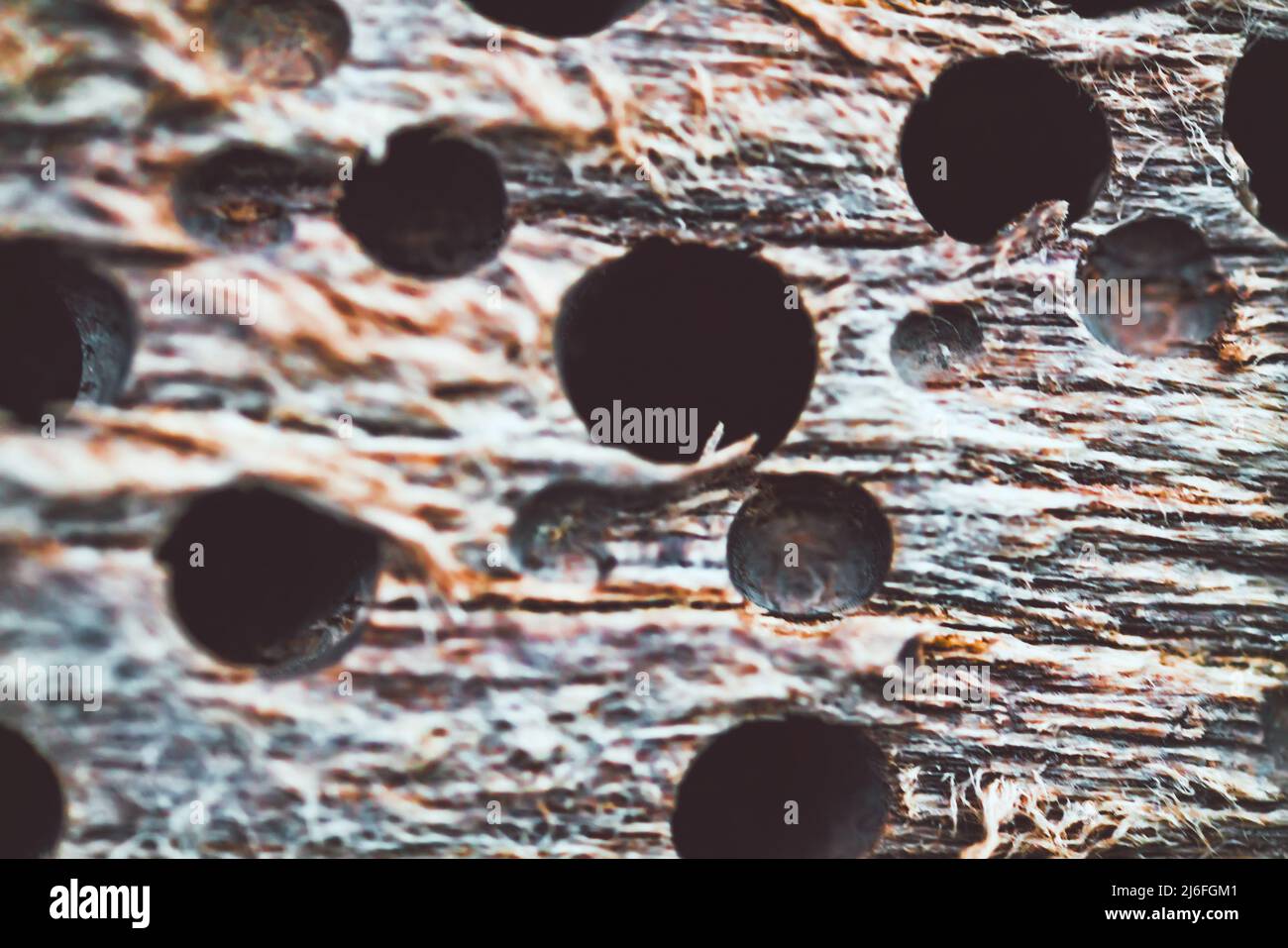 Perforated surface (full of holes) background. Cork oak (Quercus suber ...