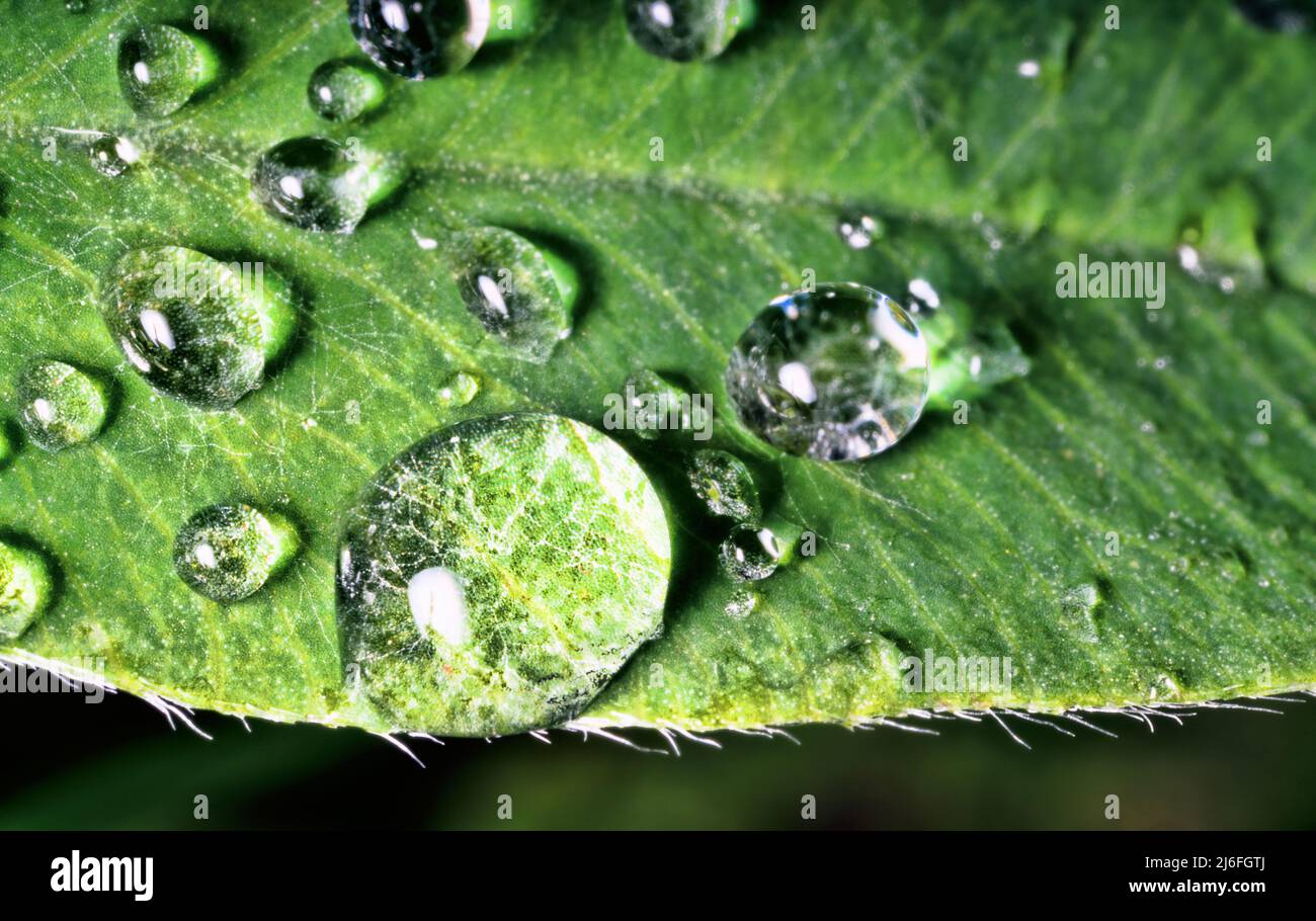 Raindrops on green leaves. The drop is like a magnifying glass: leaf ...