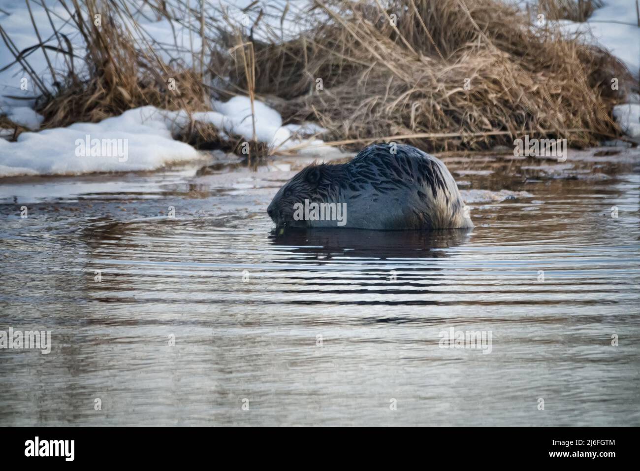 Spring activity of Eurasian beaver after coming out from under the ice ...