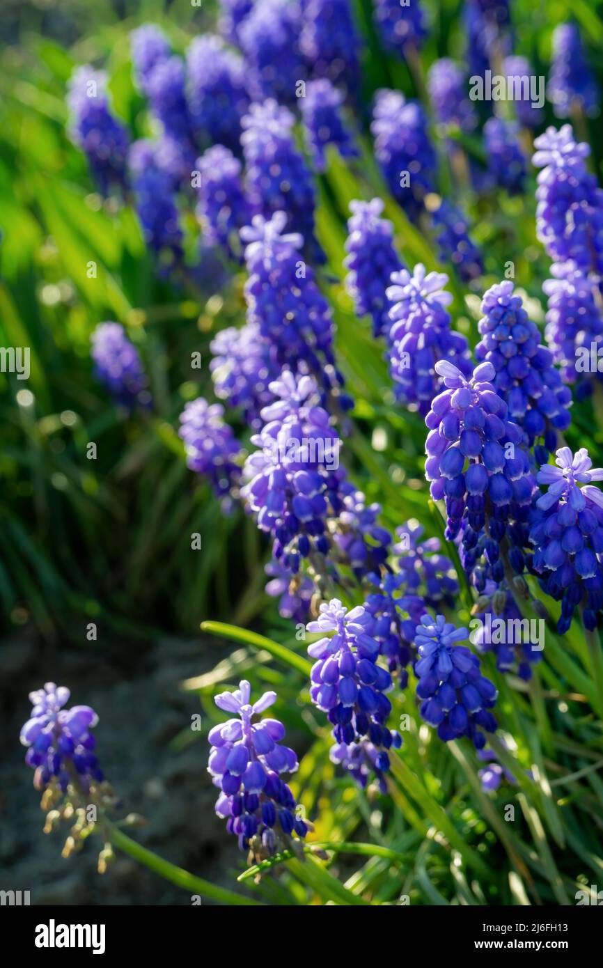 Hyacinths in focus spring hi-res stock photography and images - Alamy