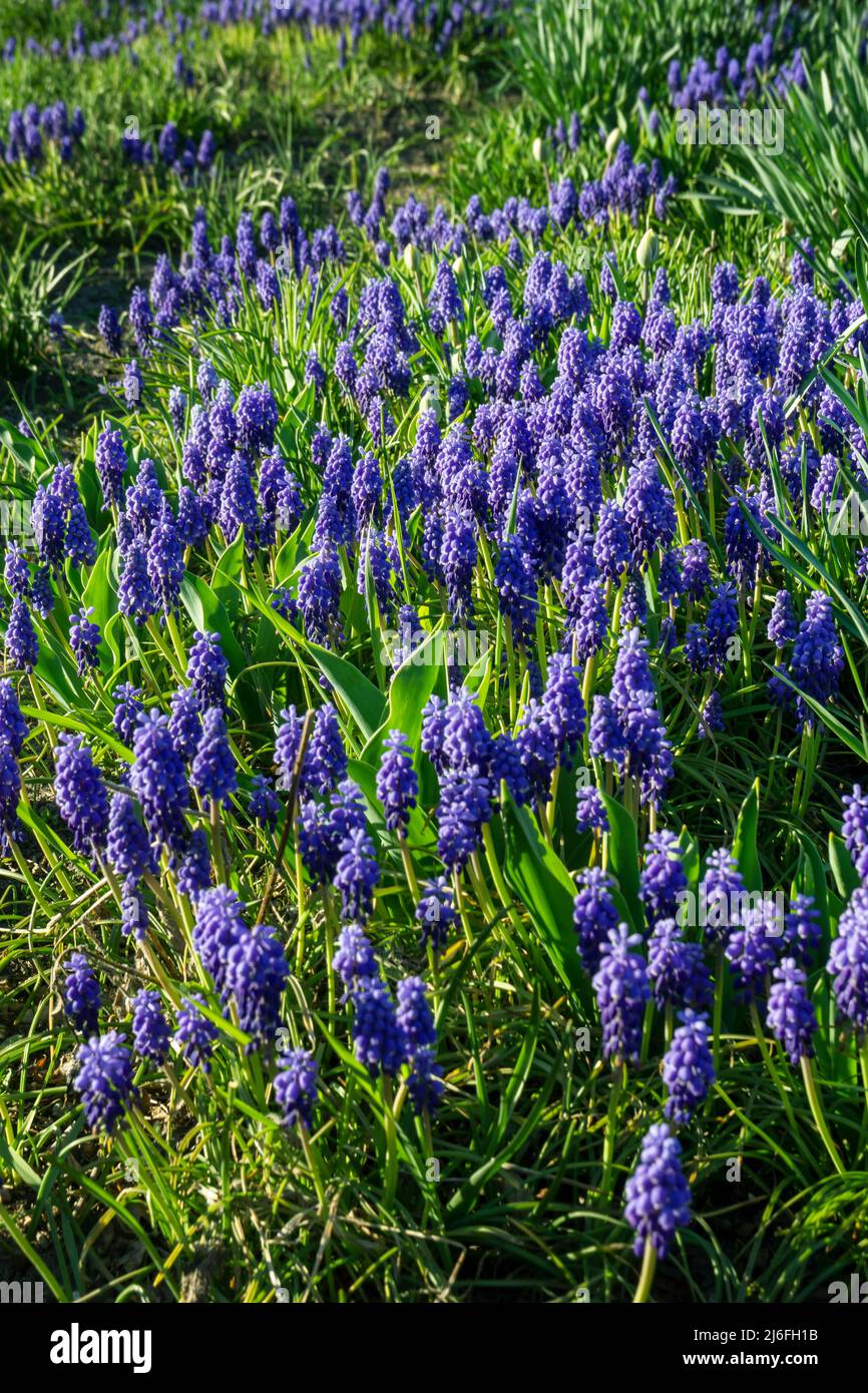 Blue spring flowers blooming in garden - grape hyacinths Stock Photo ...