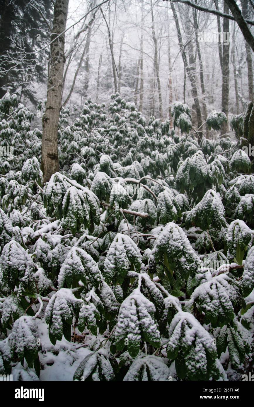 Snow on evergreen foliage. Rhododendron in winter. The subtropical ...
