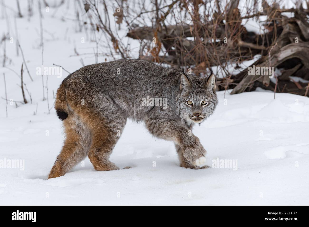 Canadian Lynx (Lynx canadensis) Steps Right Paw Up Eyes Out Winter ...