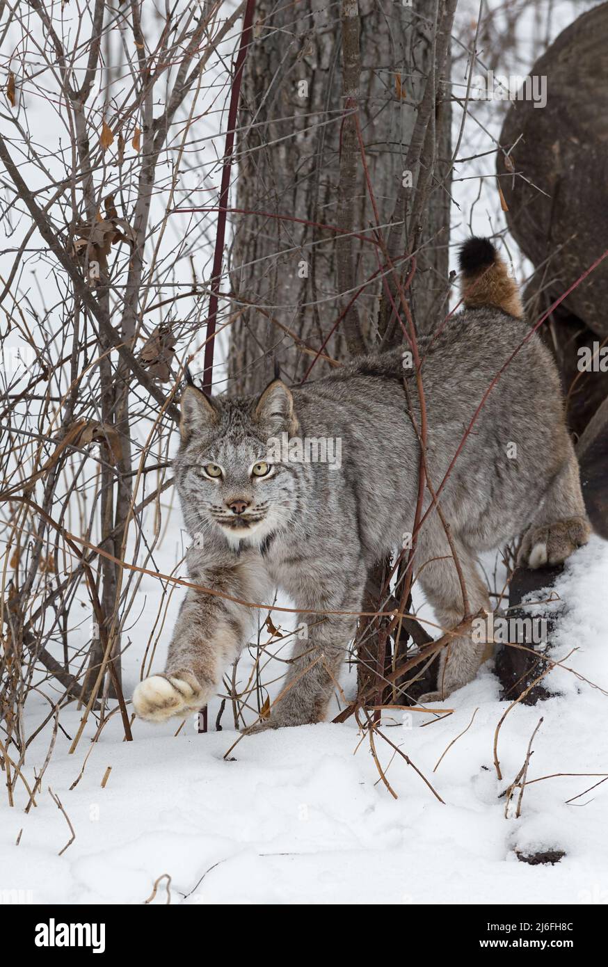 Canadian Lynx (Lynx canadensis) Steps Off Log Staring Forward Winter ...