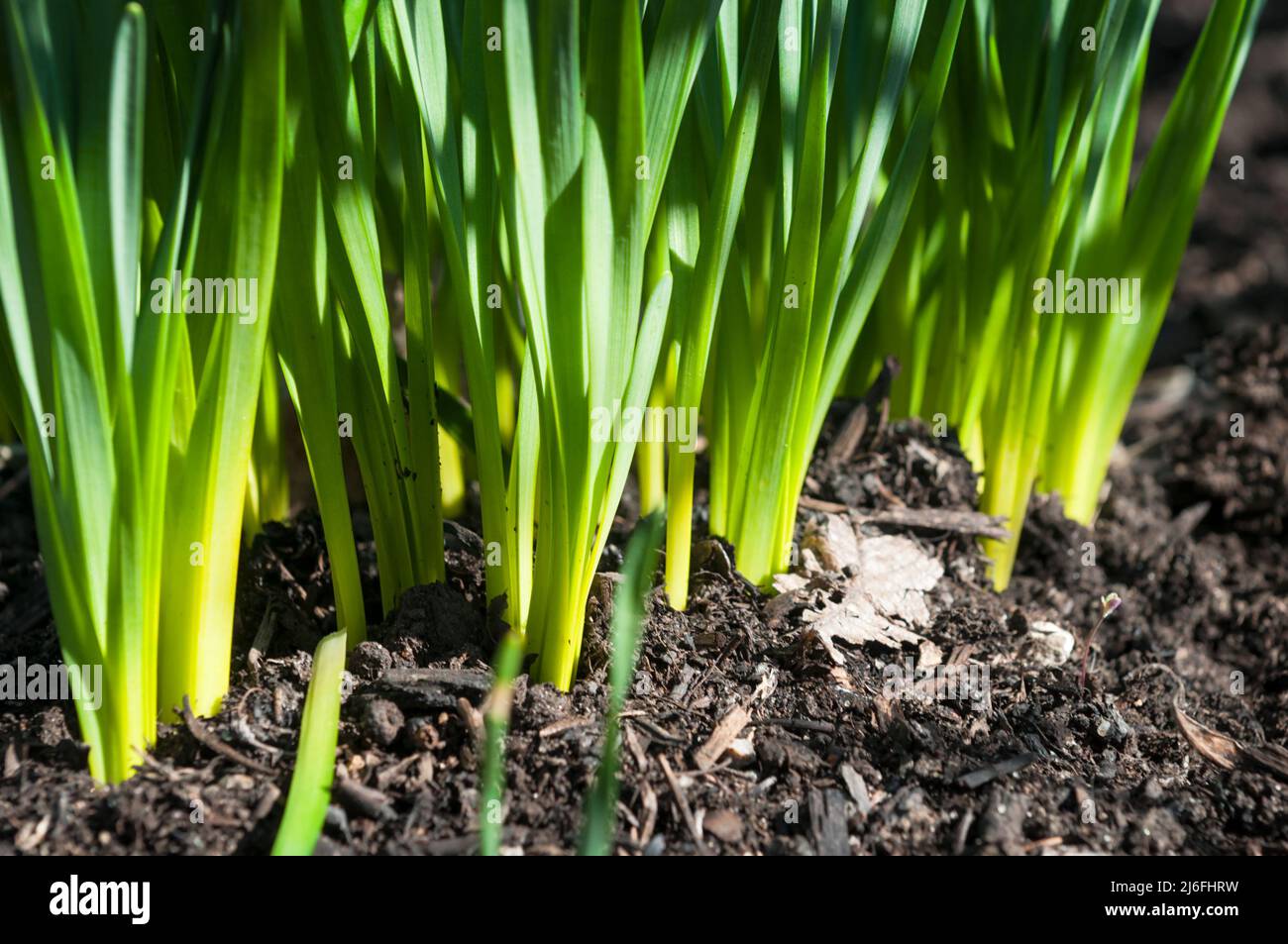 Bases of Sprouting Flowers - Spring Stock Photo - Alamy