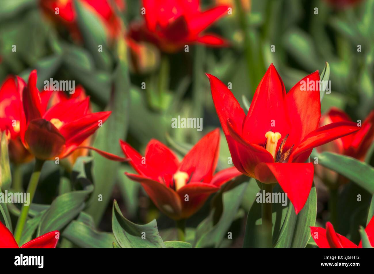 Tulip patch hi-res stock photography and images - Alamy