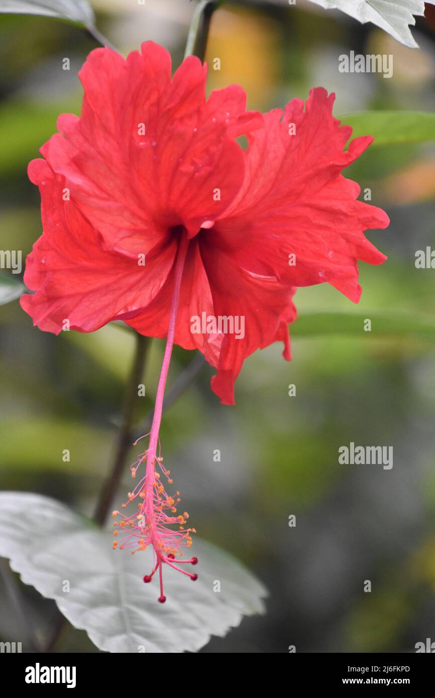Side profile of a red hibscus flower with a long stamen Stock Photo - Alamy