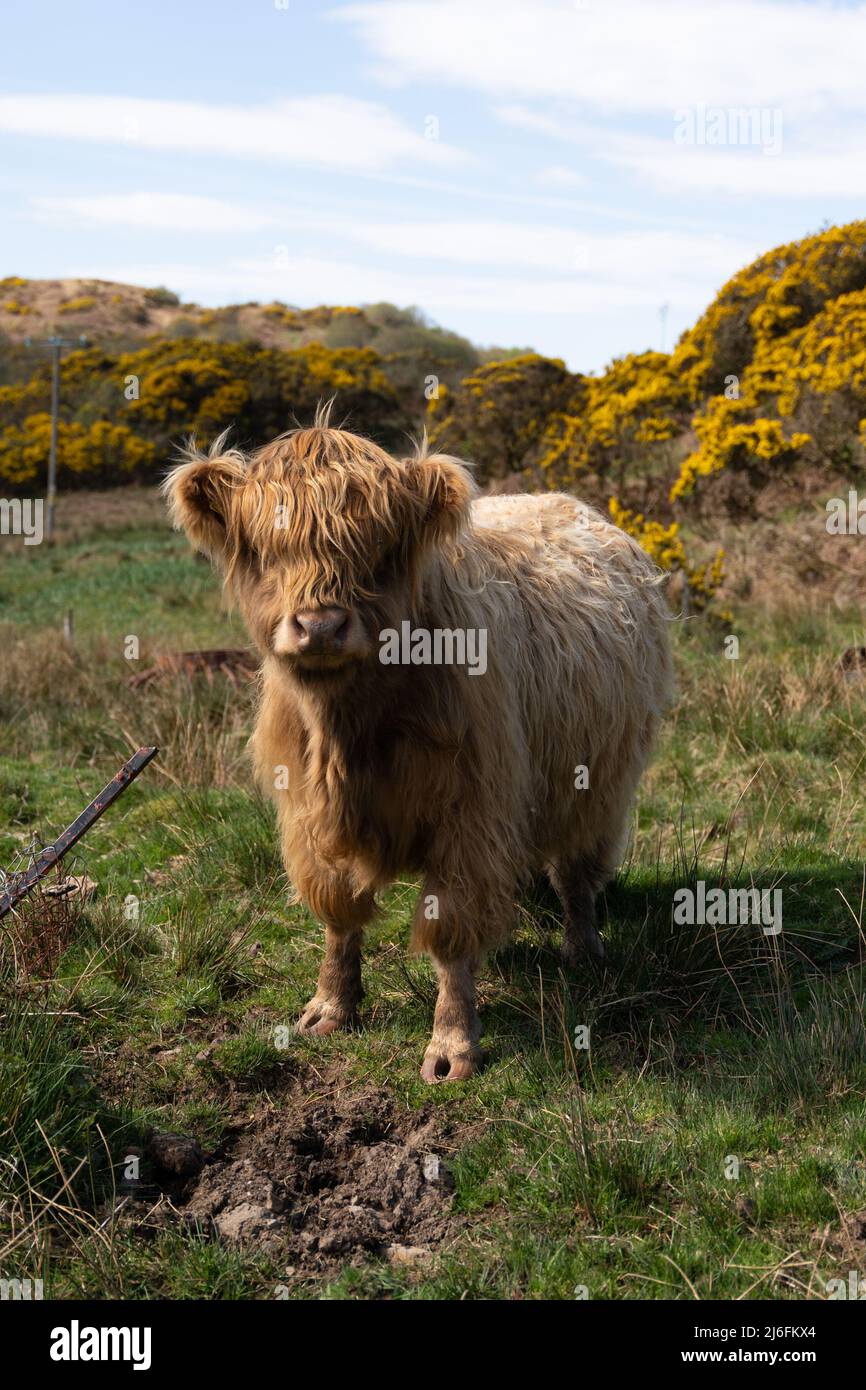 Highland cattle in Scottish countryside with yellow gorse flowers Stock ...