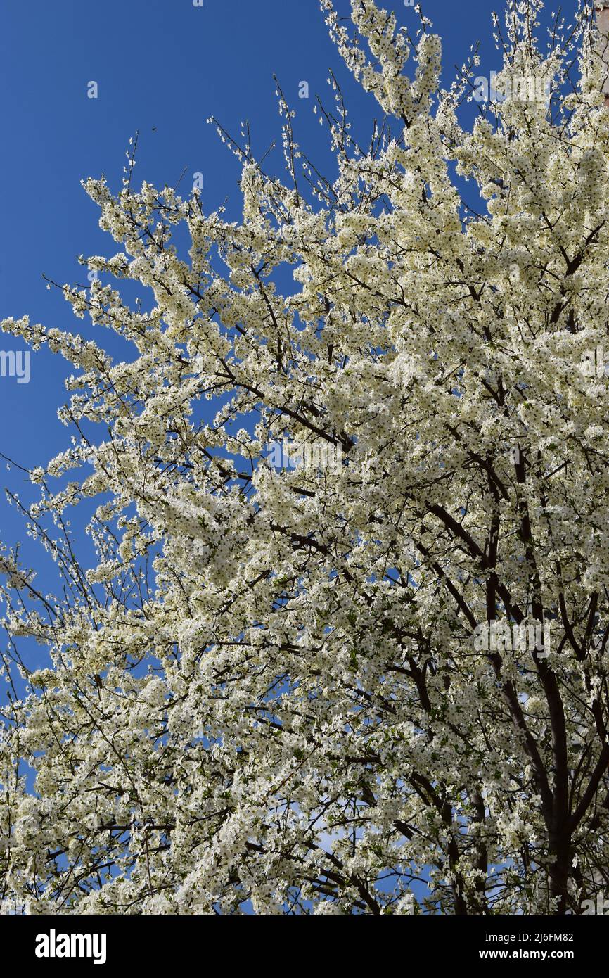 A big tree with white blooming and a clear blue sky. Spring tree with ...