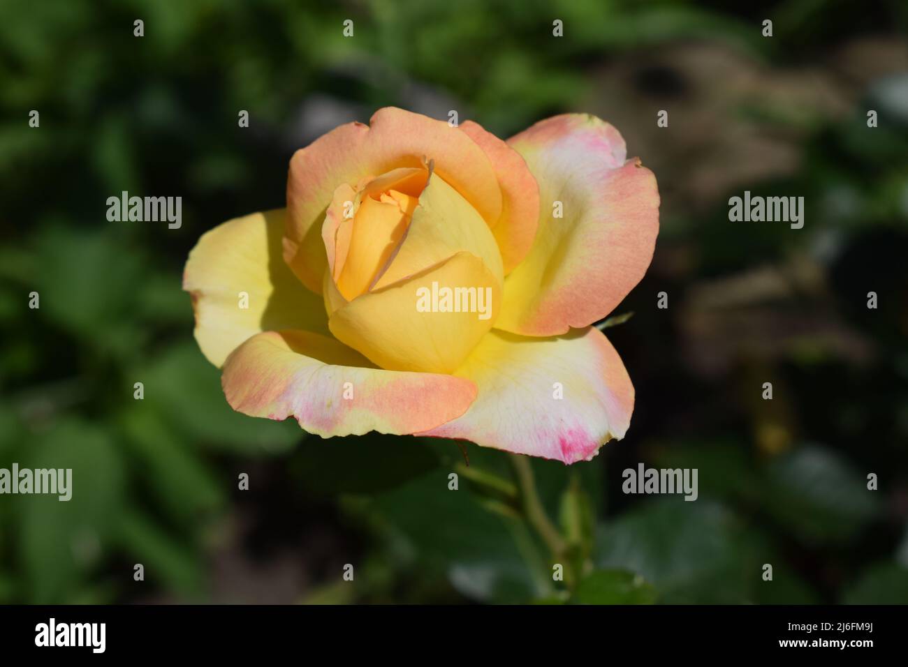 A Plant with colour changing roses. Multicolour roses with amazing ...