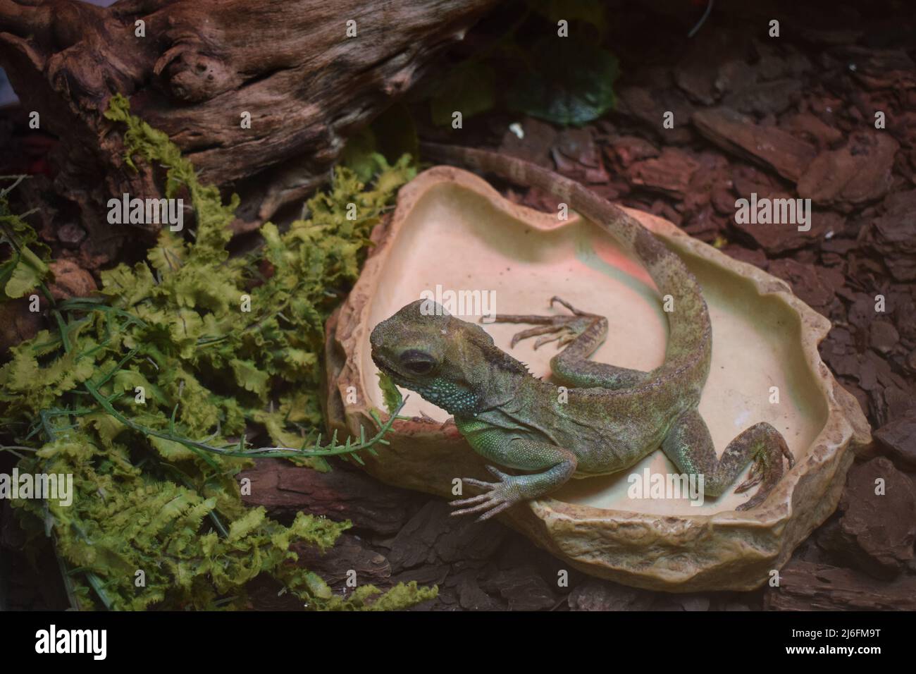 Asian water dragon stands alone, shedding skin on the back. It is a ...