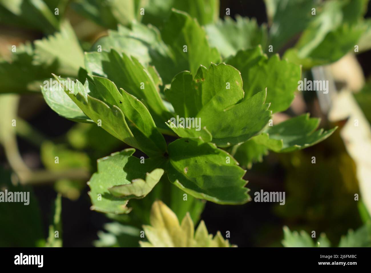 Fresh green Parsley grows in the garden. Grown outdoors in the garden ...