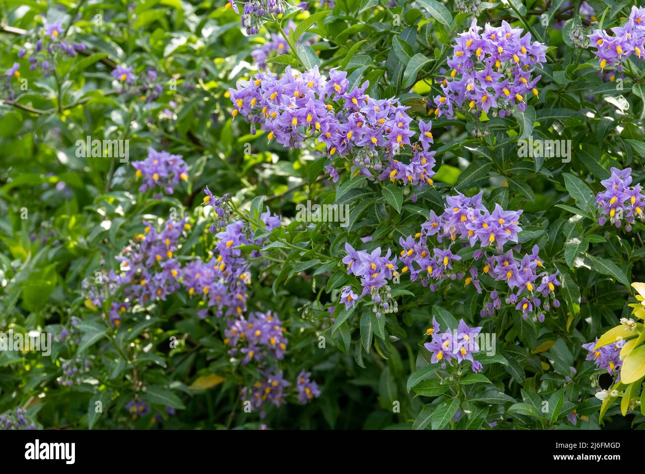 Chilean potato climbing plant also known as Solanum crispum, with ...
