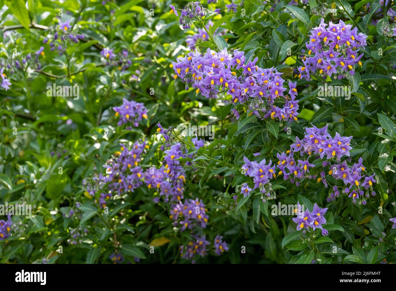 Chilean potato climbing plant also known as Solanum crispum, with ...