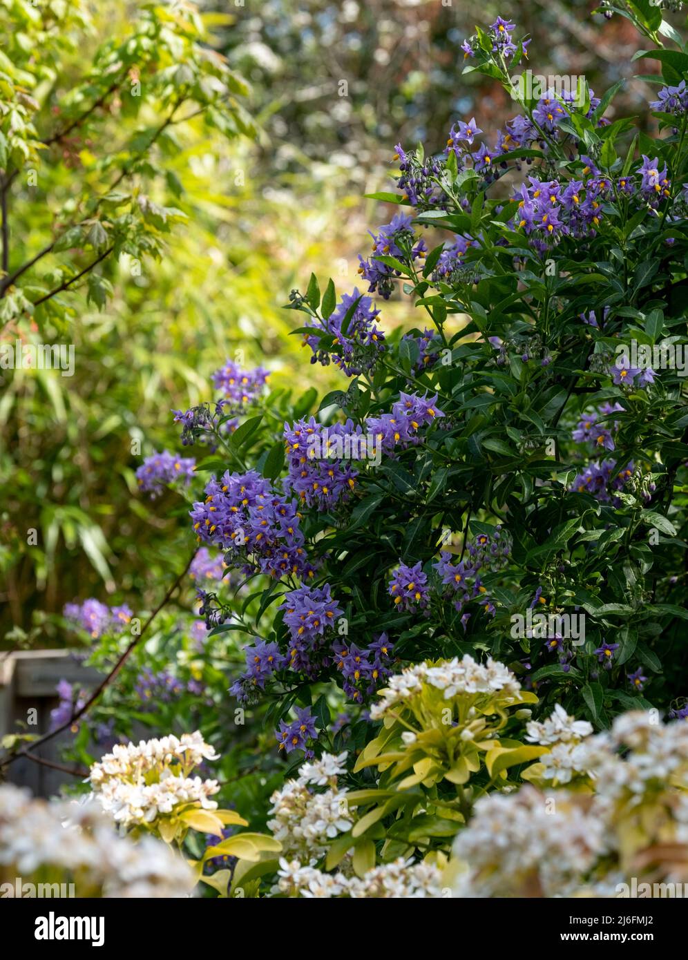 Chilean potato climbing plant also known as Solanum crispum, with ...