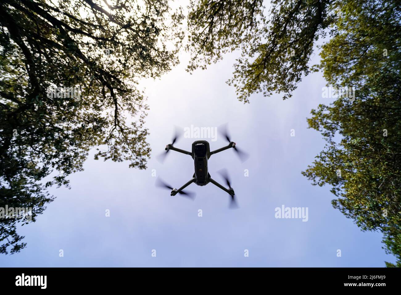 Fly between trees hi-res stock photography and images - Alamy