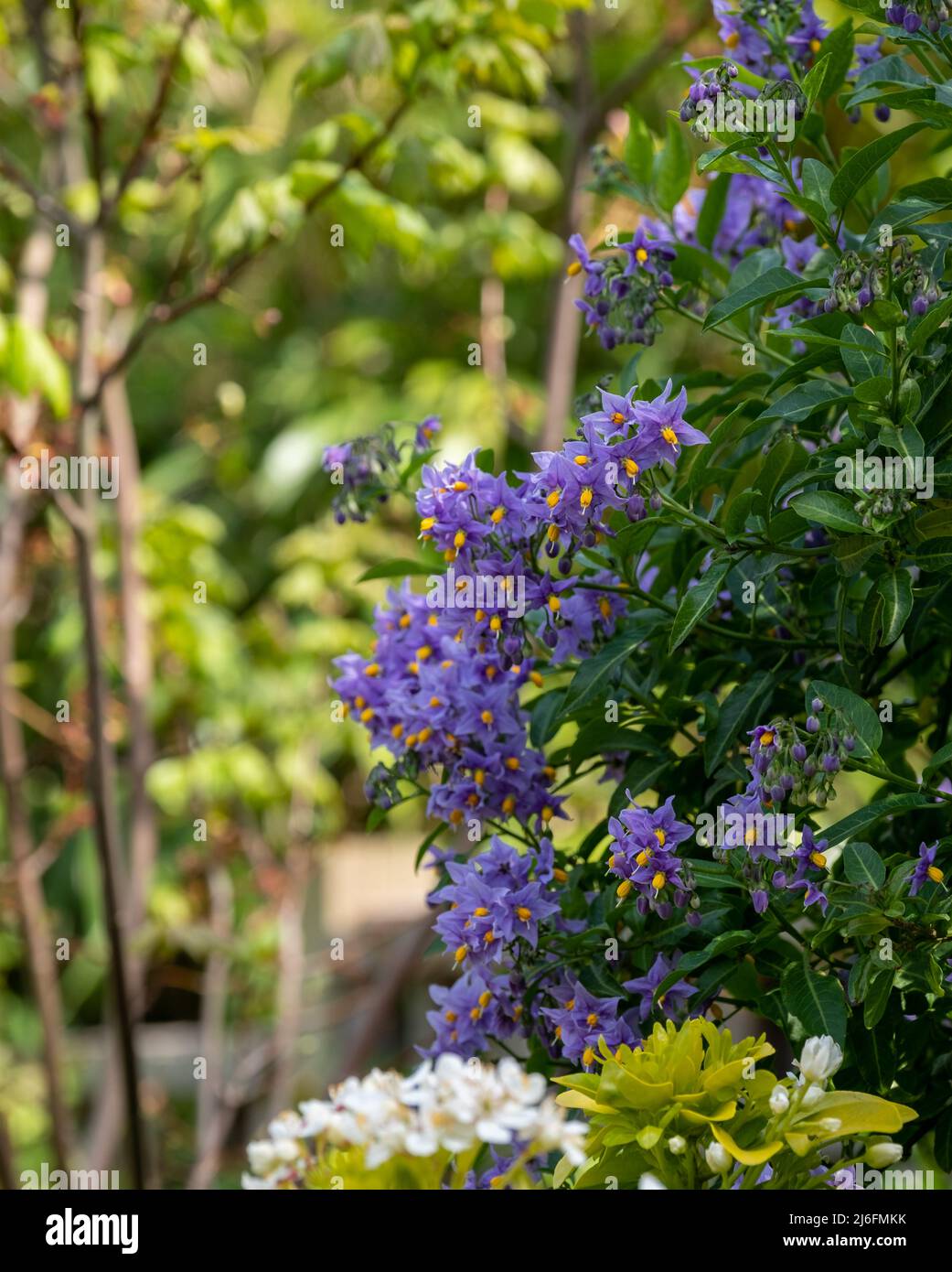 Chilean potato climbing plant also known as Solanum crispum, with ...