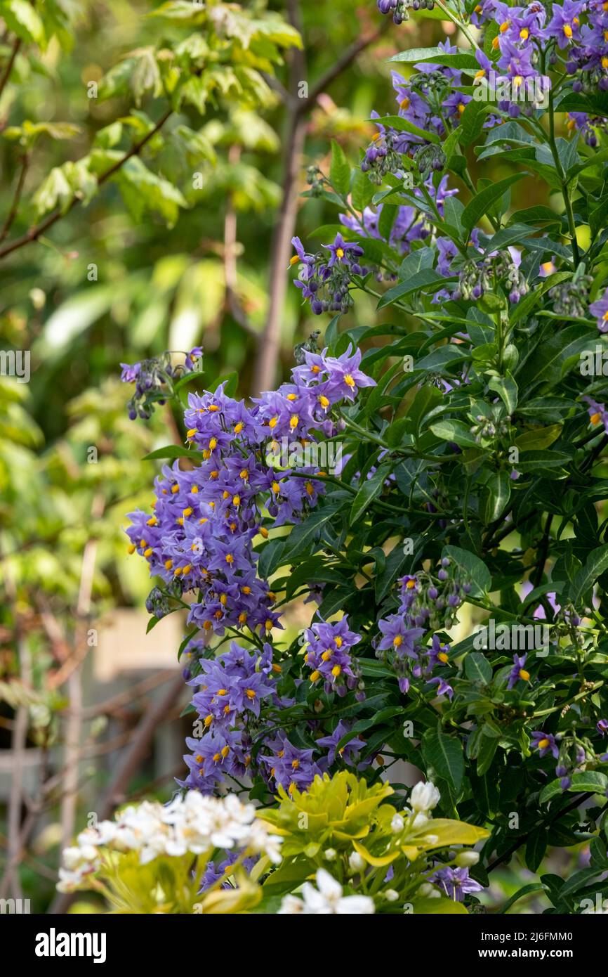 Chilean potato climbing plant also known as Solanum crispum, with ...