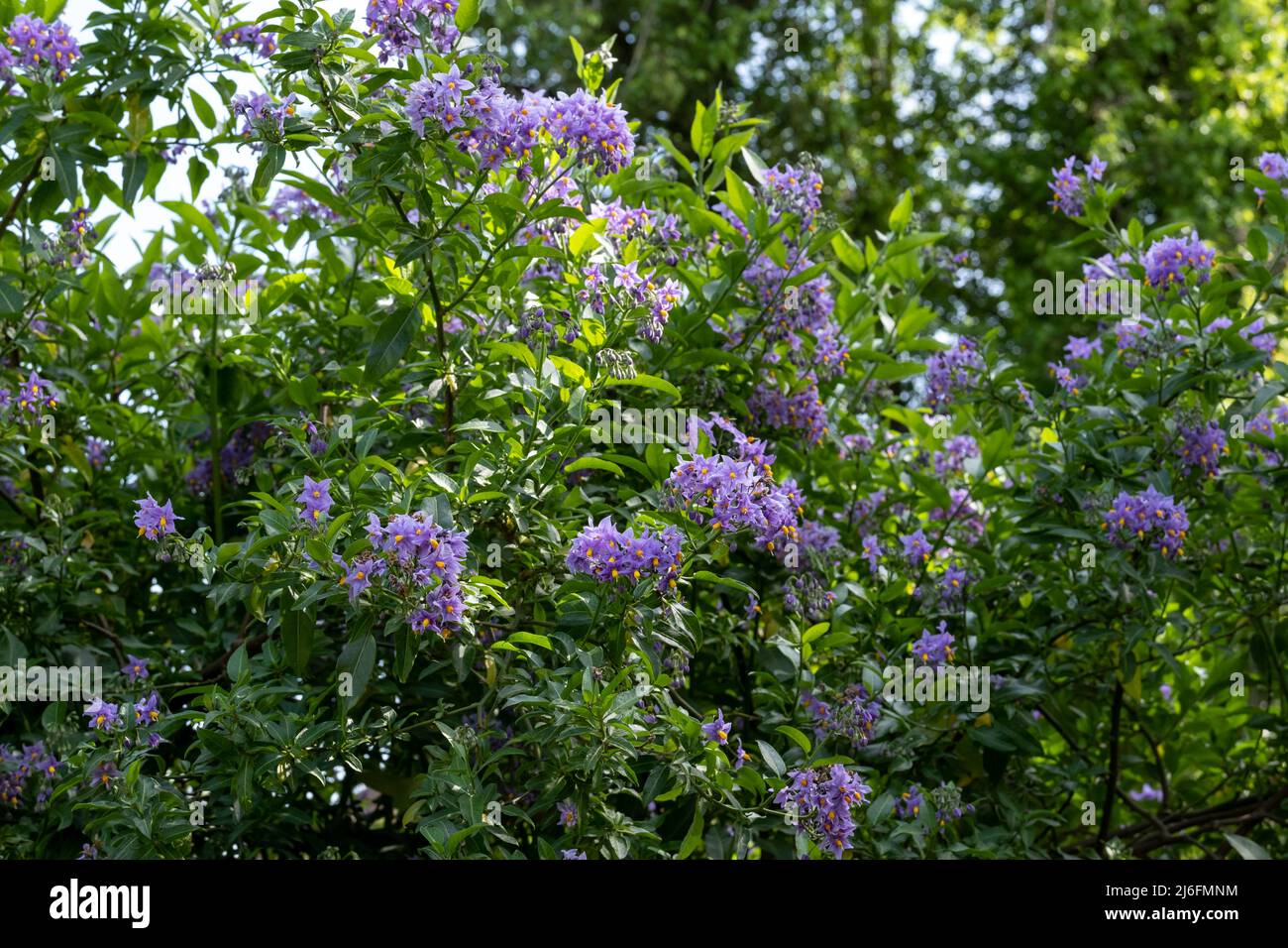 Chilean potato climbing plant also known as Solanum crispum, with ...