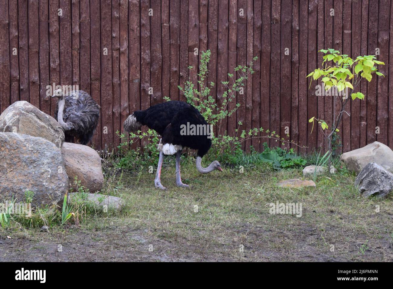 Ostrich (Struthio camelus) in a zoo environment. The African ostrich is ...