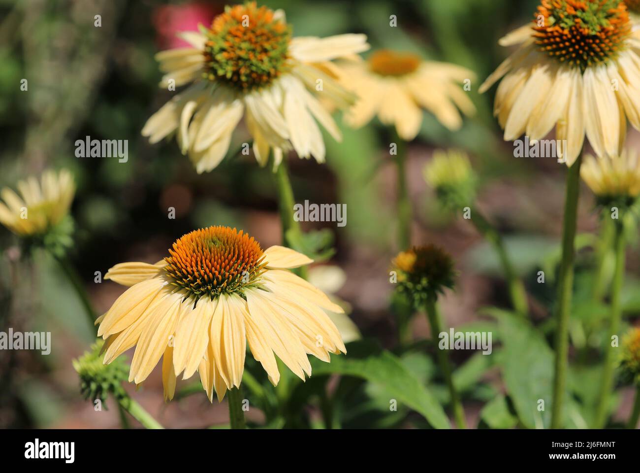 Flower with cone hi-res stock photography and images - Alamy