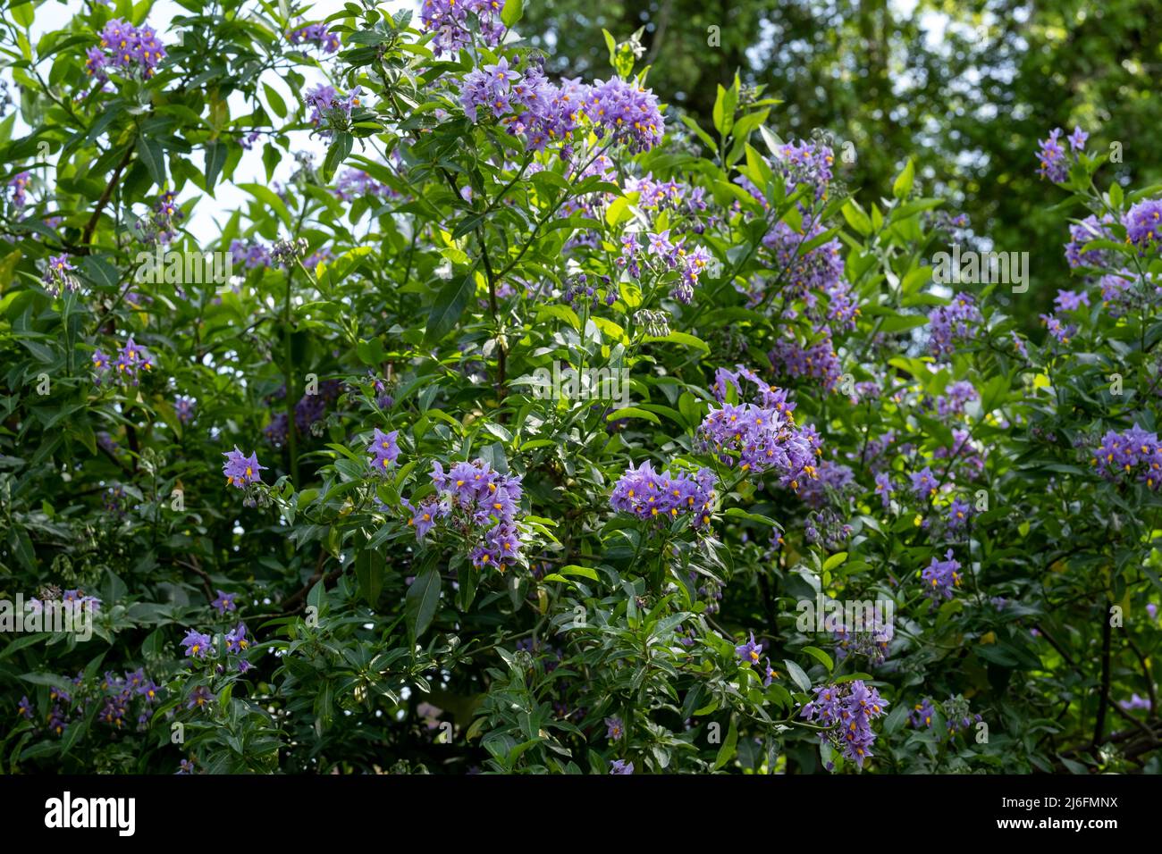 Chilean potato climbing plant also known as Solanum crispum, with ...