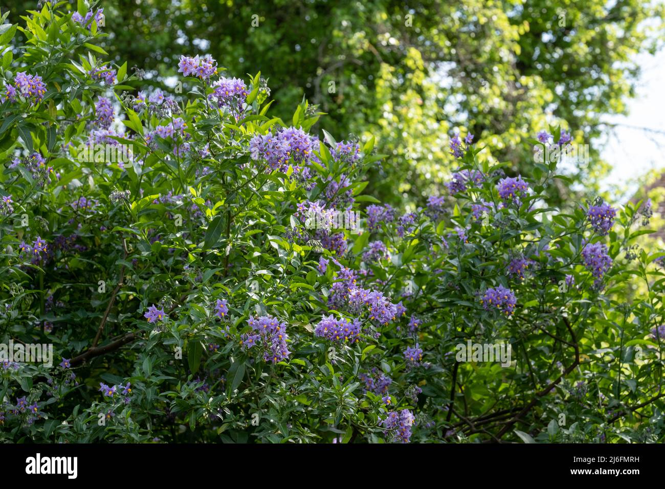 Chilean potato climbing plant also known as Solanum crispum, with ...