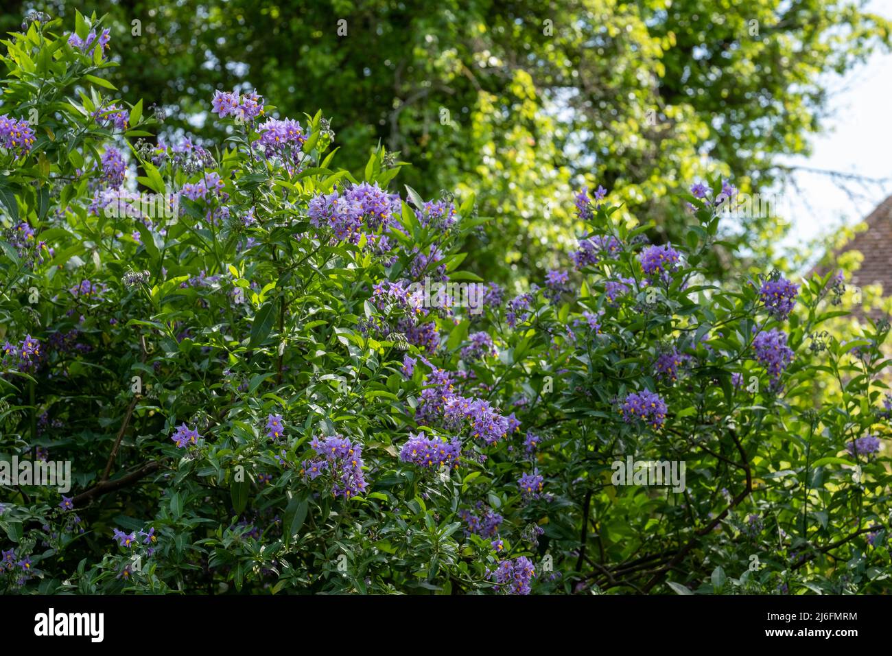 Chilean potato climbing plant also known as Solanum crispum, with ...