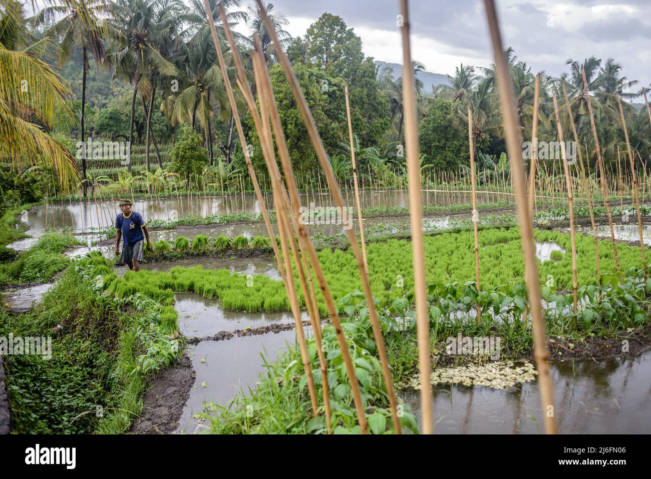 An Indonesian farmer planting a new crop at a village in Buleleng ...