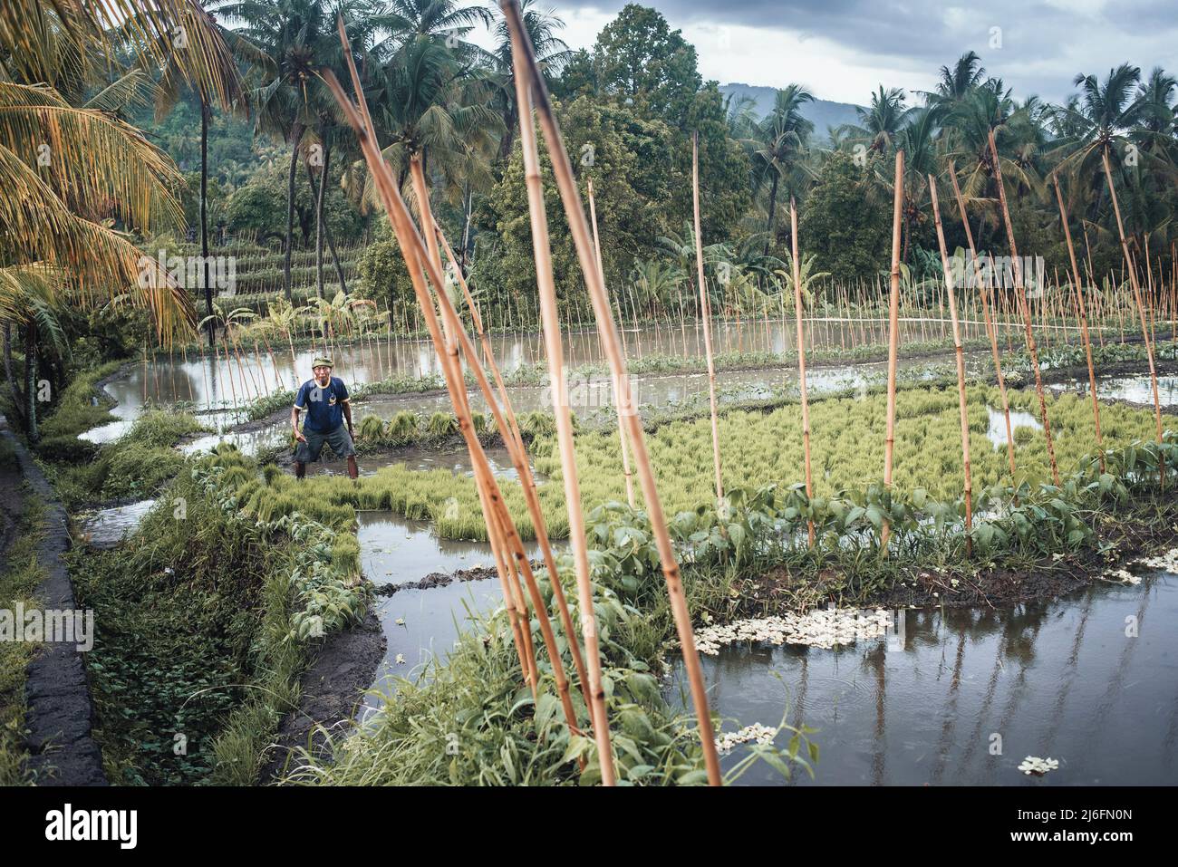 An Indonesian farmer planting a new crop at a village in Buleleng ...