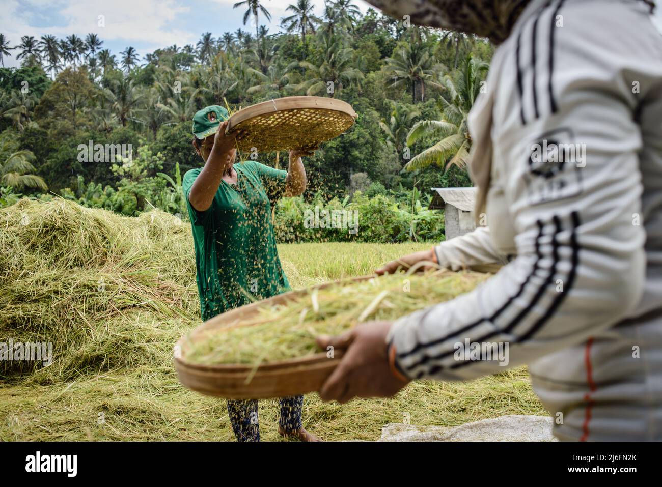 Paddy cleaning hi-res stock photography and images - Alamy