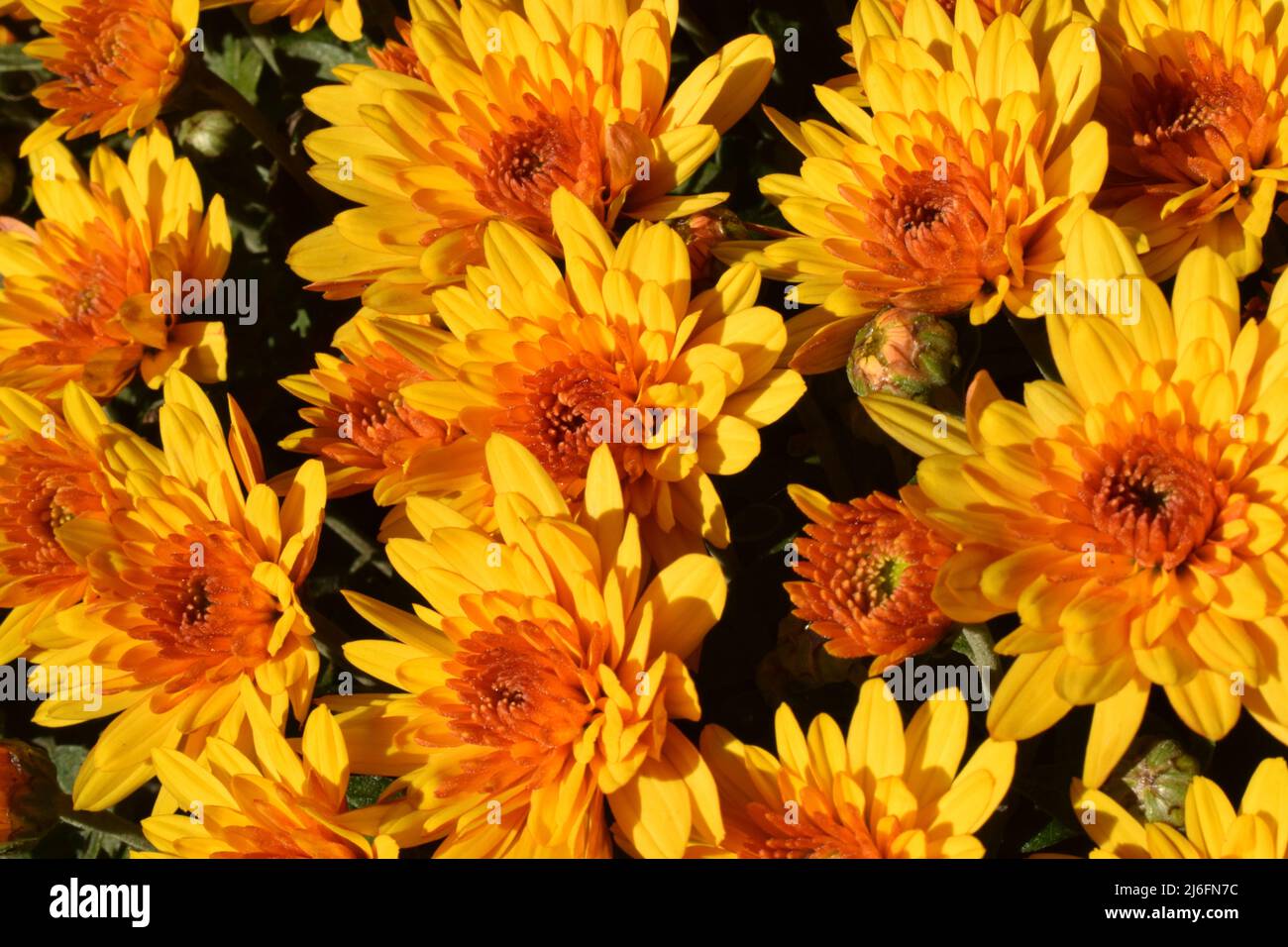 Unwrapped flowers of yellow and orange chrysanthemums. Yellow and ...