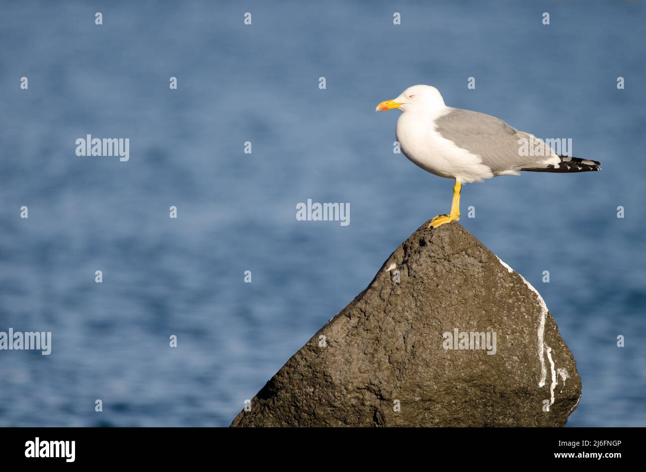 Sleeping gulls hi-res stock photography and images - Alamy