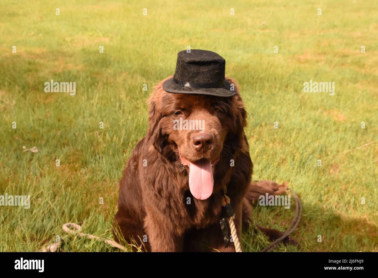 Newfoundland teddy bear hi-res stock photography and images - Alamy